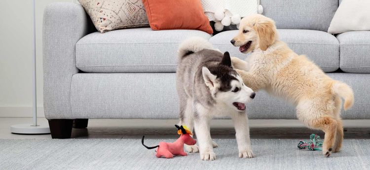 About Us - Brindle Pet Products